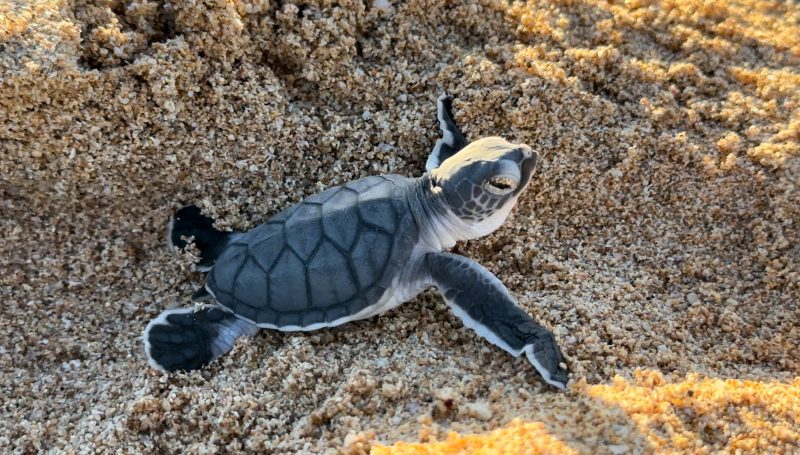 Safeguarding ancient wonders: Edges of Earth - Oceanographic