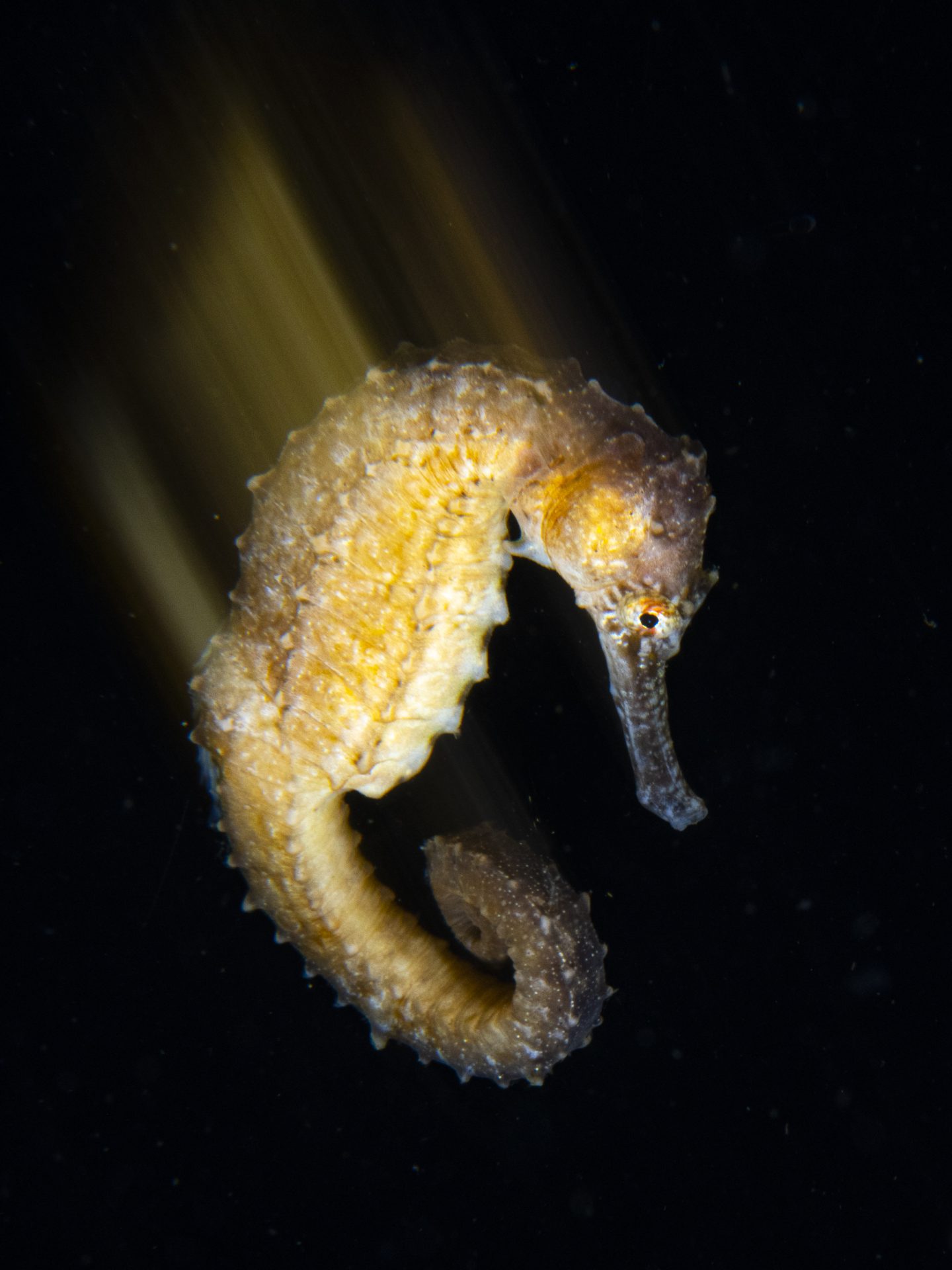 Dark waters: An interview with Katherine Lu - Oceanographic