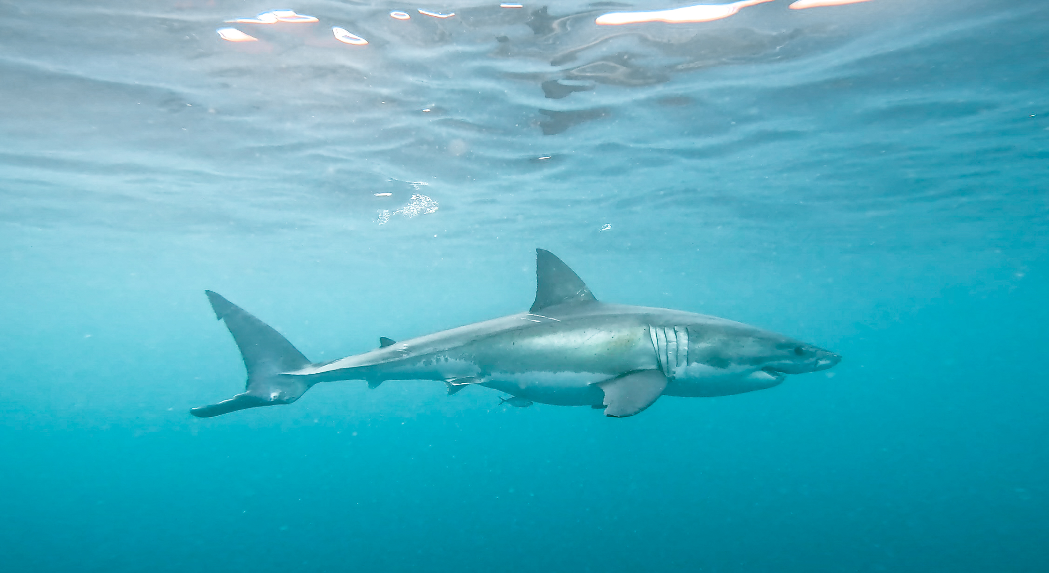 Great white sharks in South Australia - Oceanographic