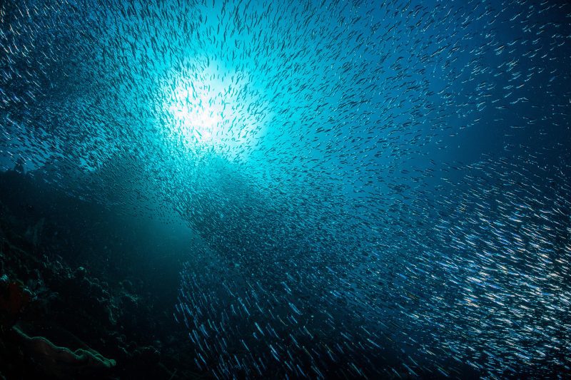 Nature groups condemn EU's sandeel fishing ban challenge - Oceanographic