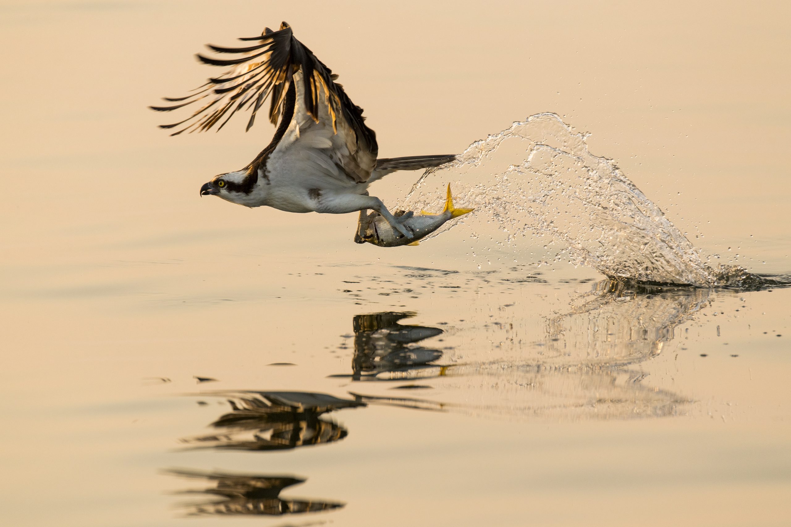 Ground zero for ospreys - Oceanographic