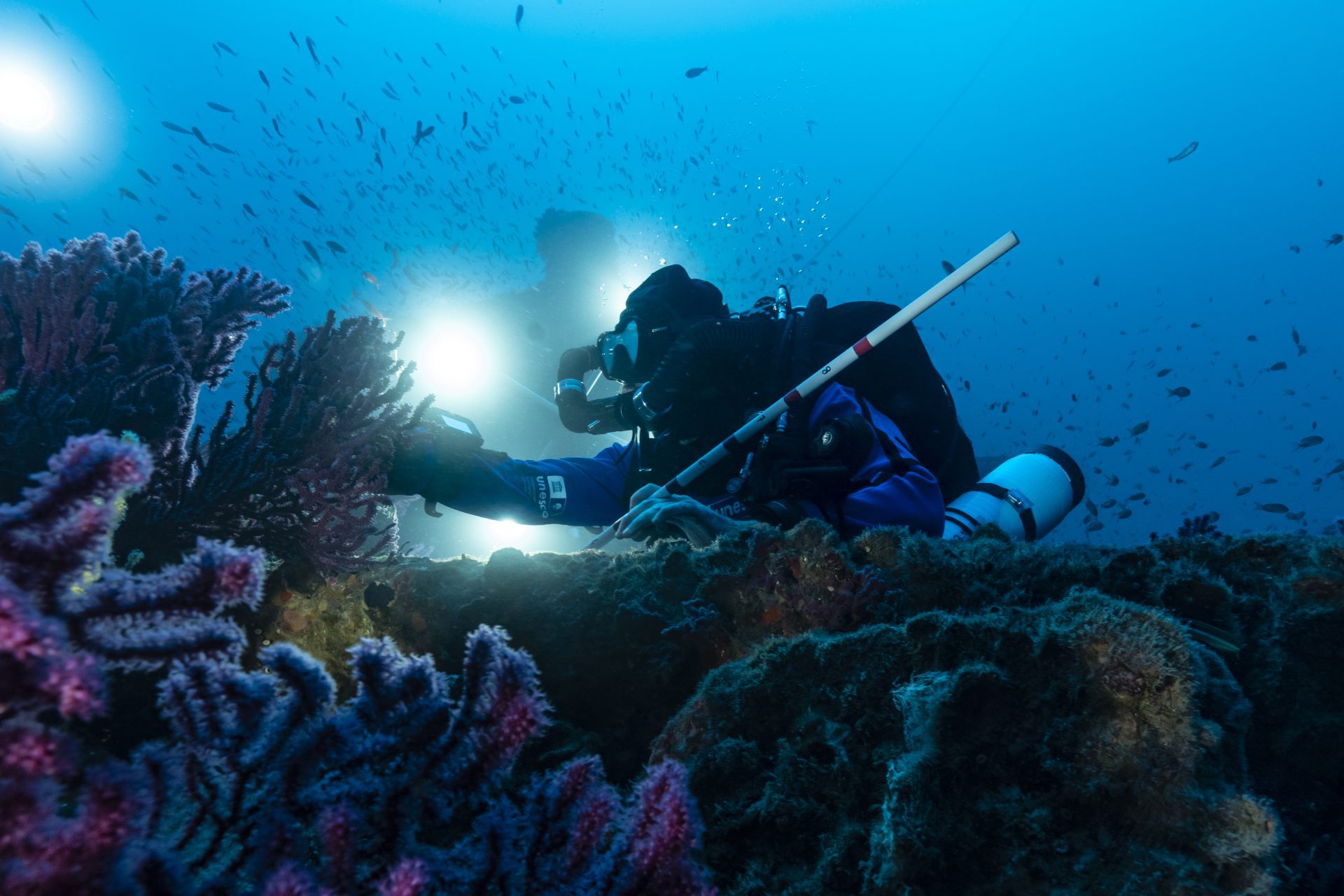 Last refuge for sea fans - Oceanographic