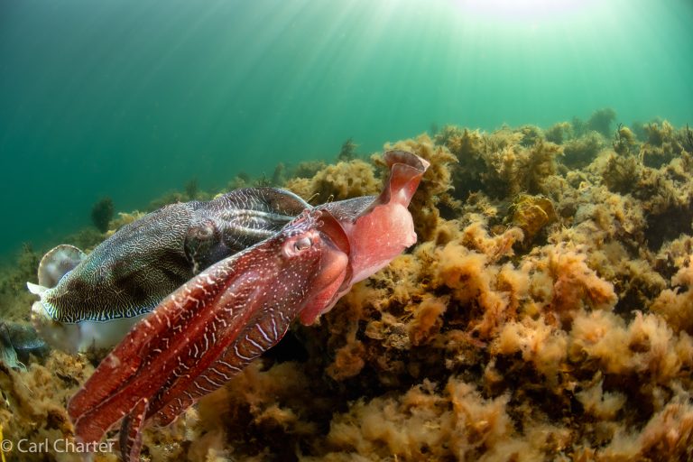 The giant cuttlefish mating season in South Australia - Oceanographic