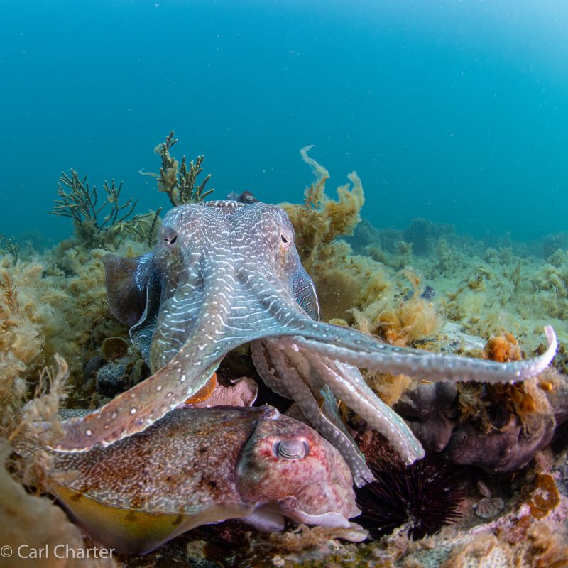 The giant cuttlefish mating season in South Australia - Oceanographic