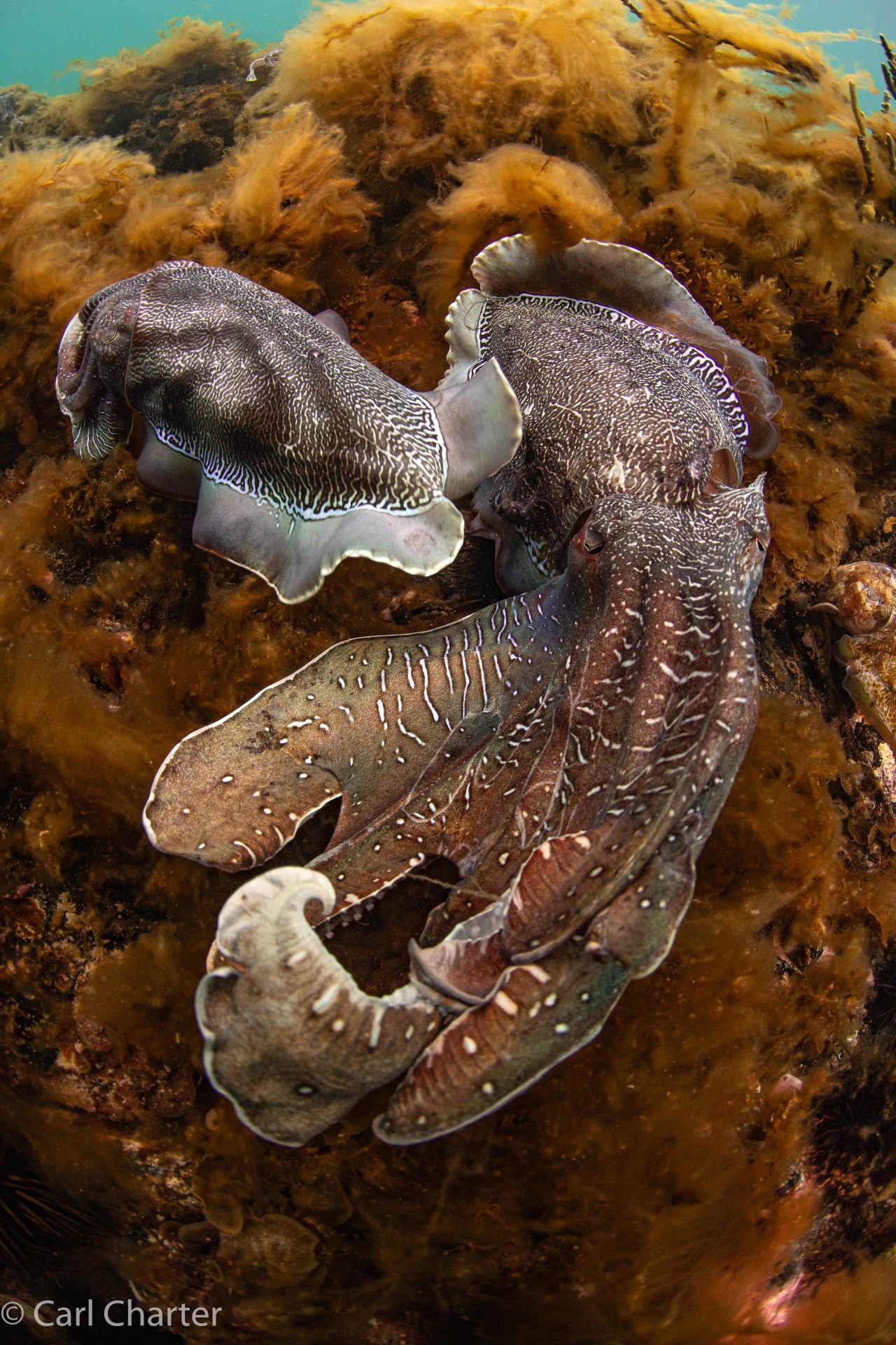 The giant cuttlefish mating season in South Australia - Oceanographic