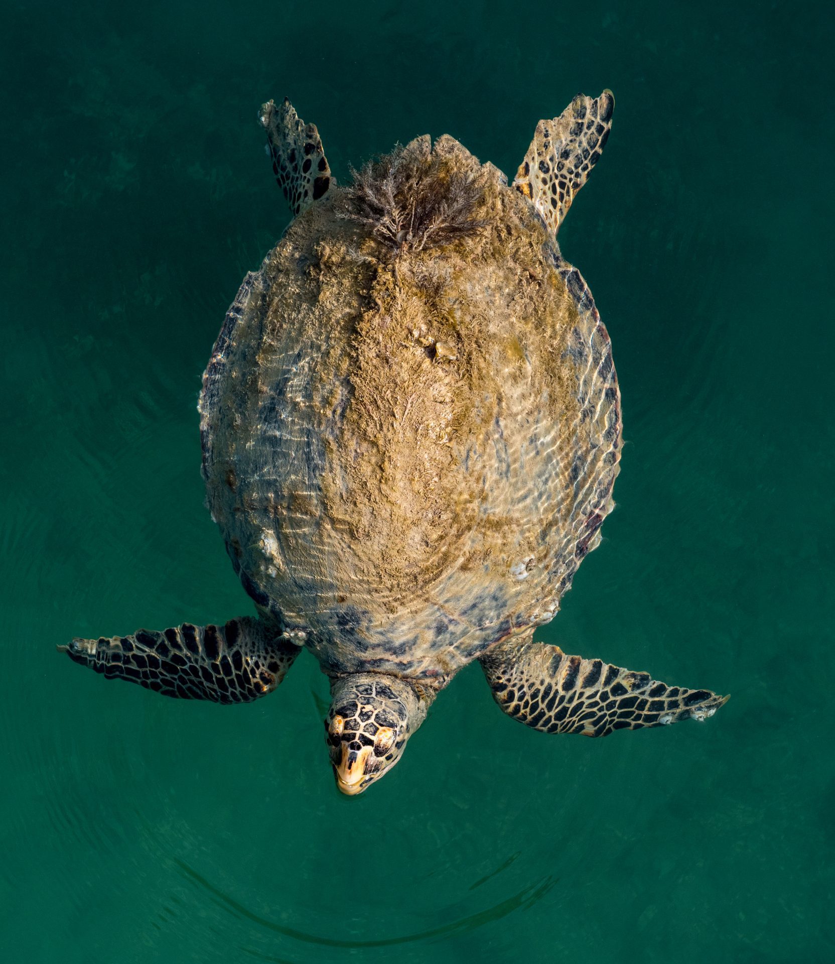 A second chance for sea turtles in the Red Sea - Oceanographic