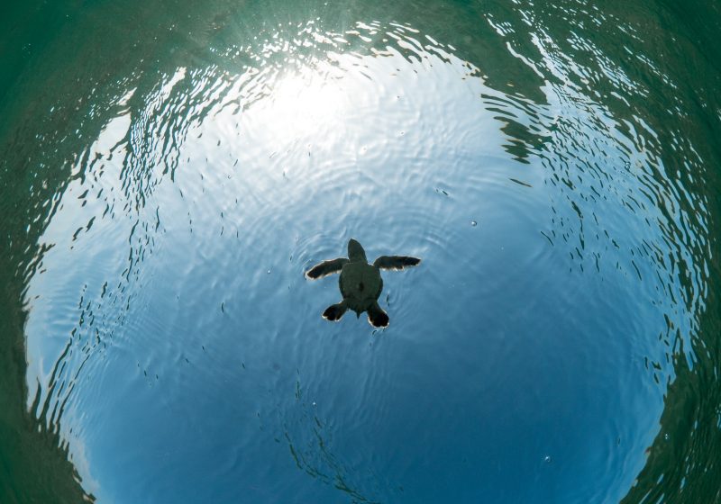 A second chance for sea turtles in the Red Sea - Oceanographic