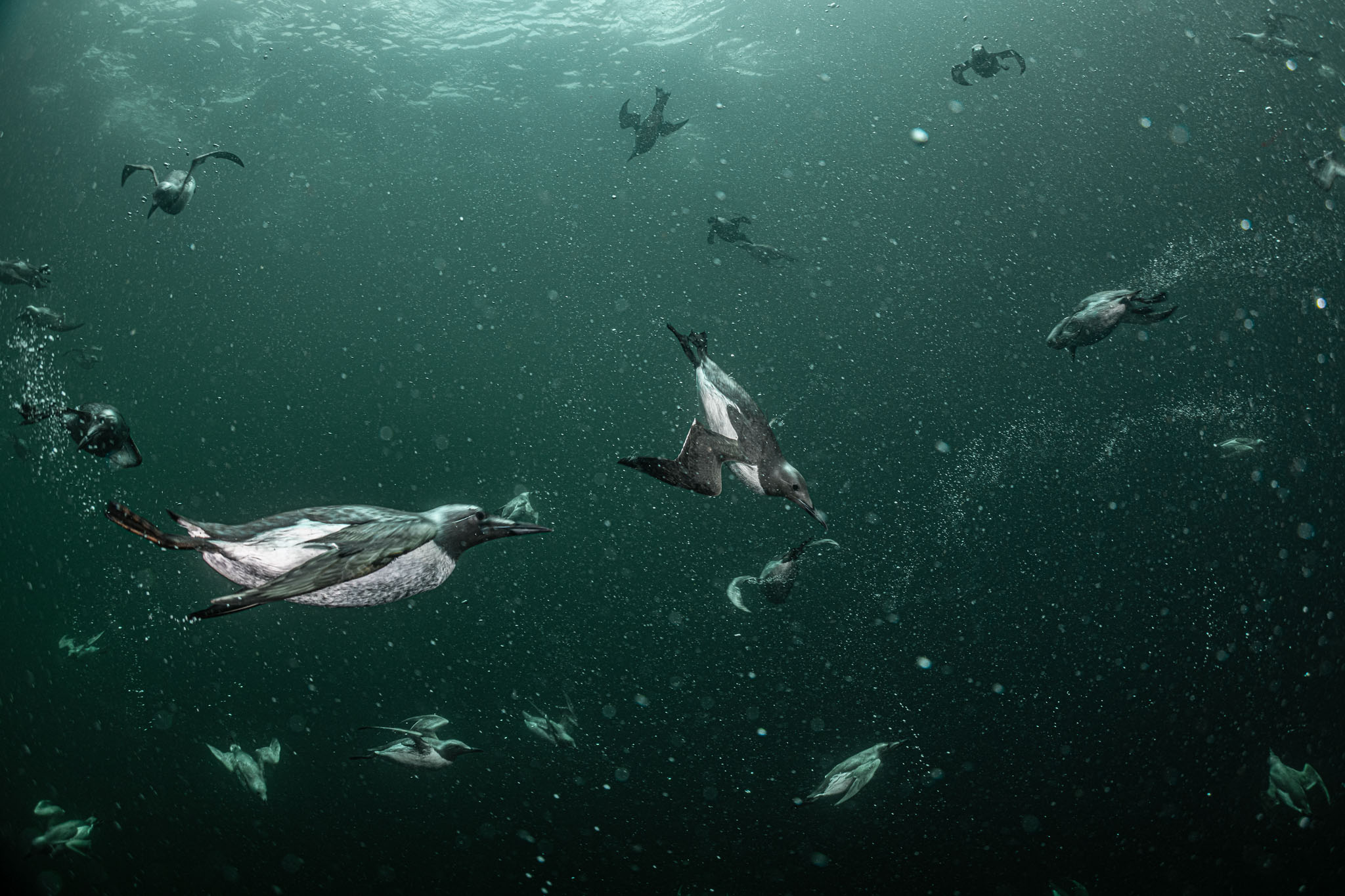 St Abbs and Eyemouth: Diving with guillemots - Oceanographic
