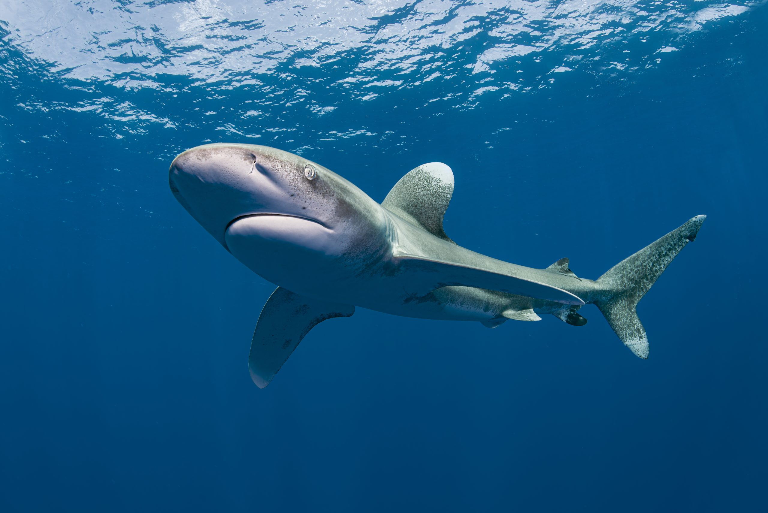The oceanic whitetip sharks of Cat Island - Oceanographic