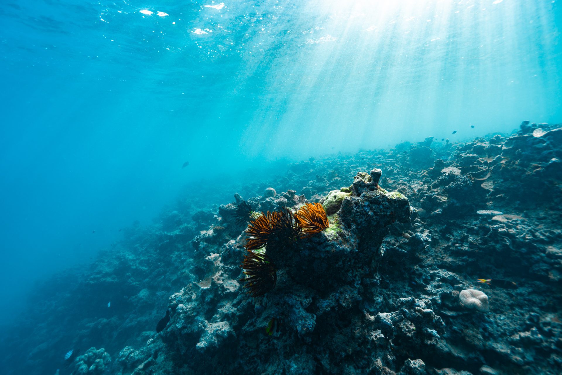 Exploring New Caledonia's Isle of Pines - Oceanographic