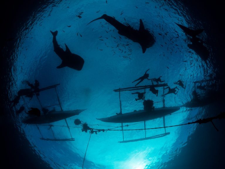 Rapanui x OPY: Paddling surfers - Oceanographic