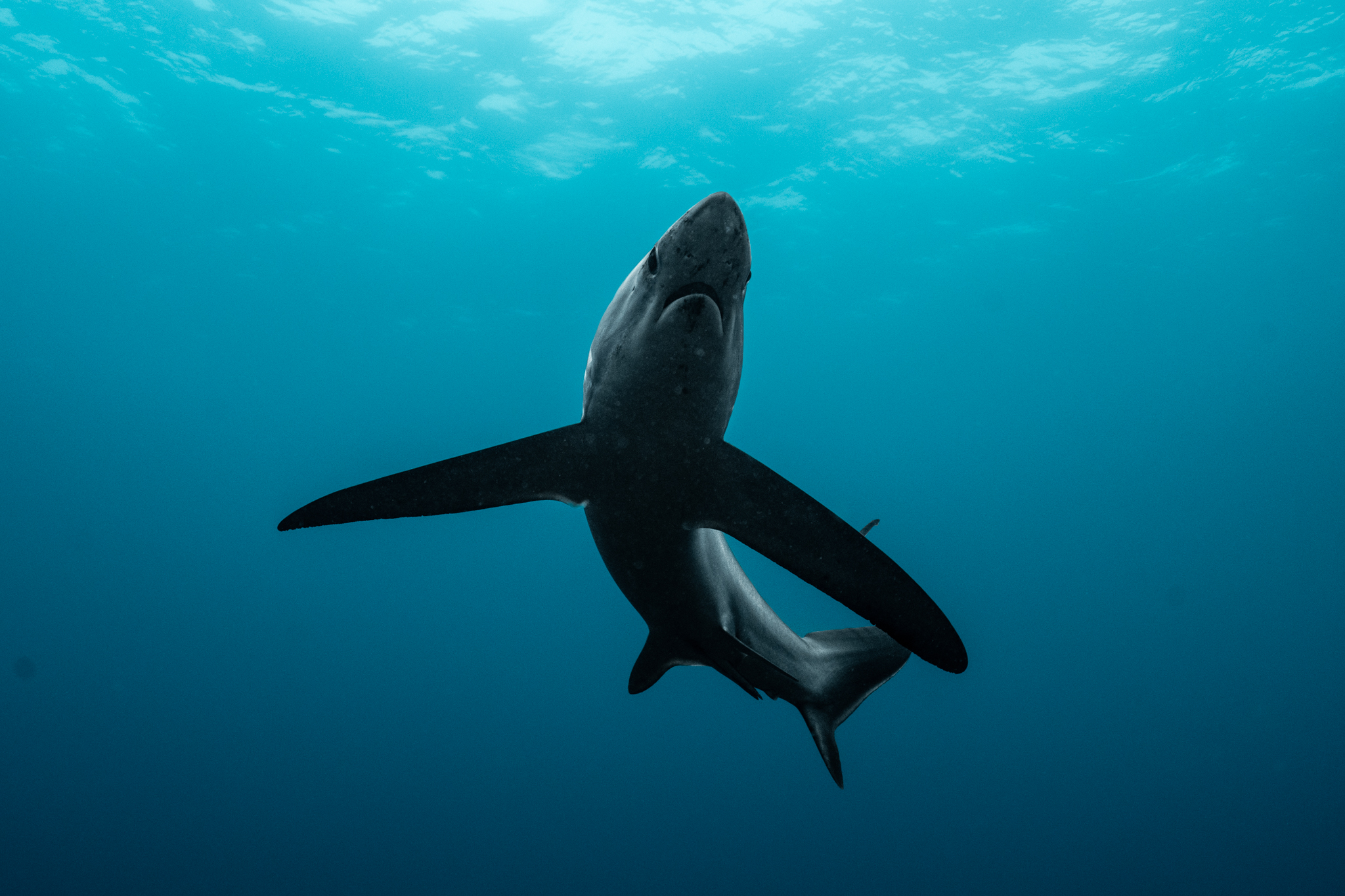 Diving with thresher sharks Oceanographic