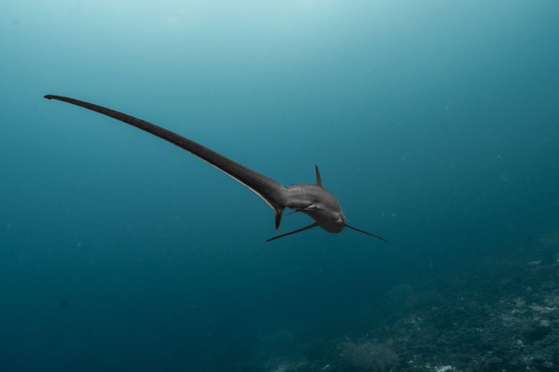 Diving with thresher sharks Oceanographic