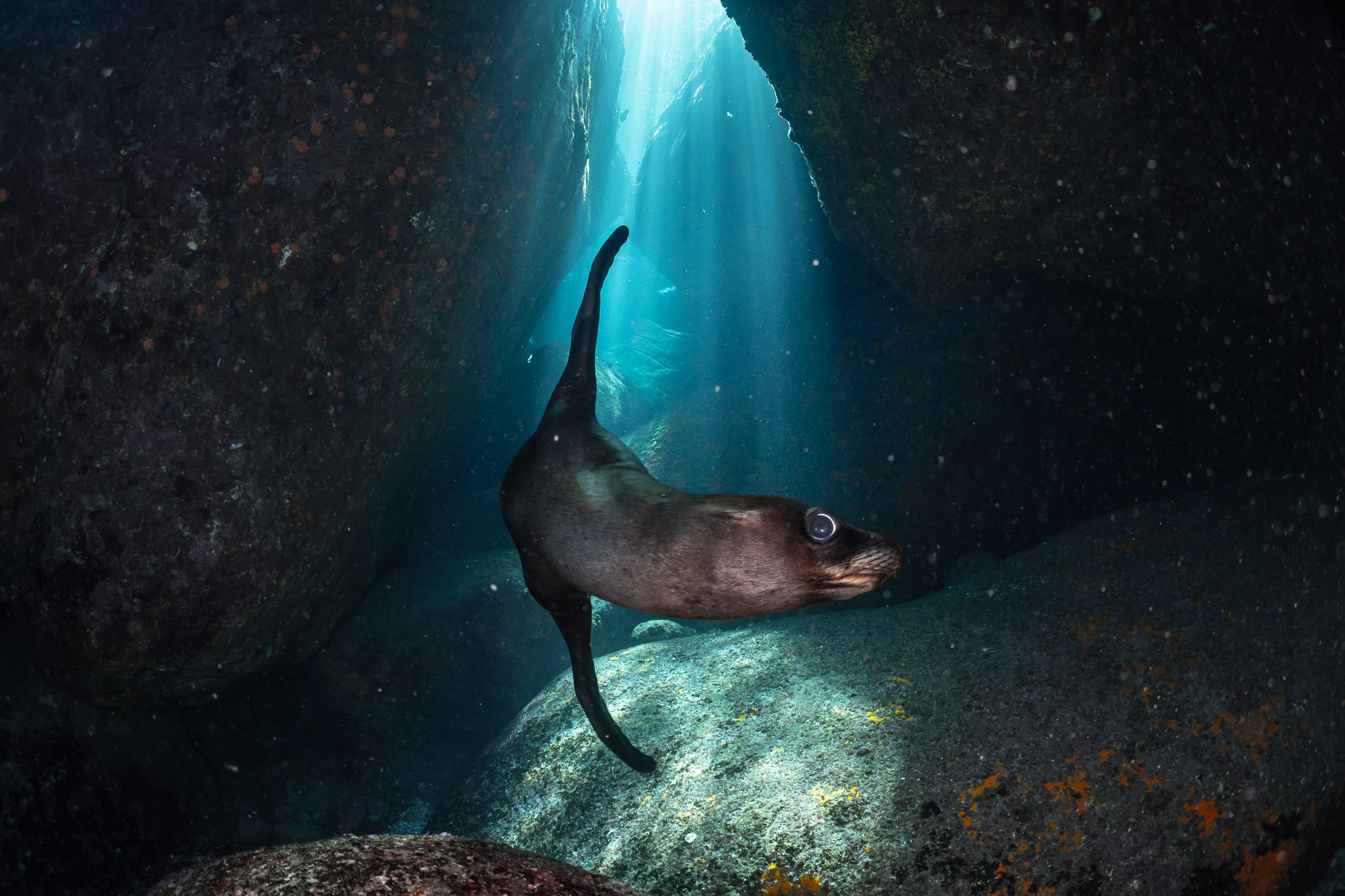 A changing habitat for the California sea lion - Oceanographic