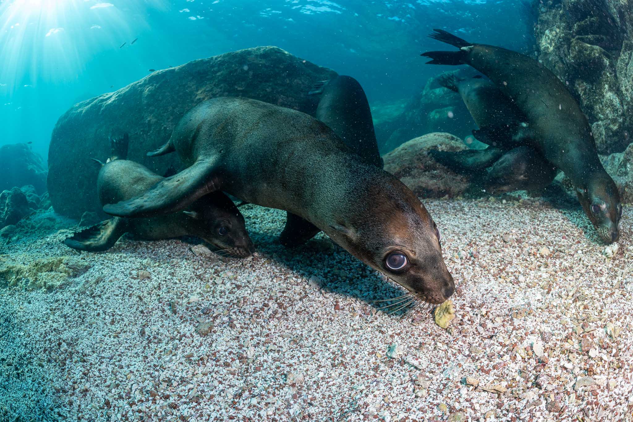 Call of the California sea lion - Oceanographic