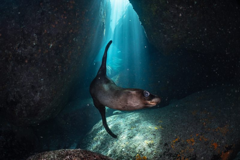 Call of the California sea lion - Oceanographic