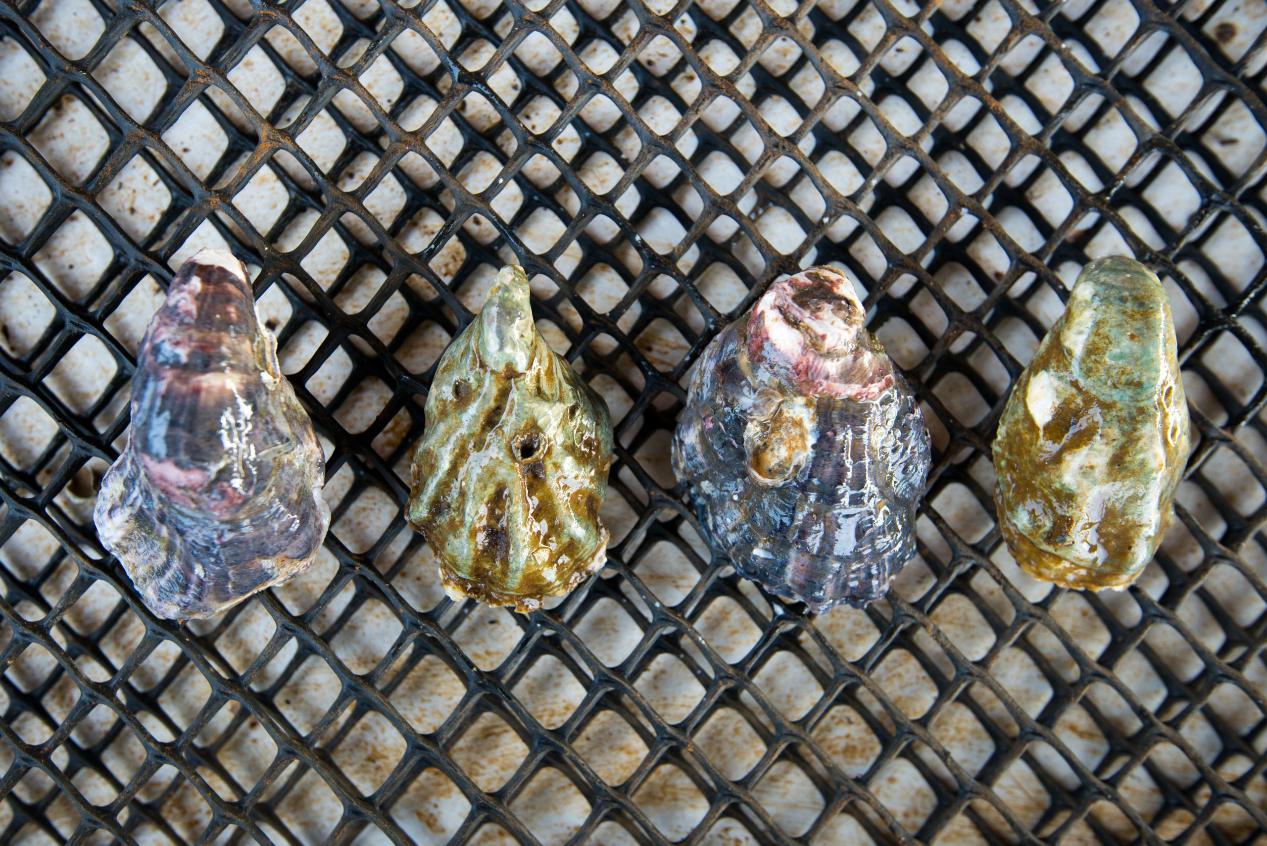 Oyster restoration in Hong Kong Oceanographic