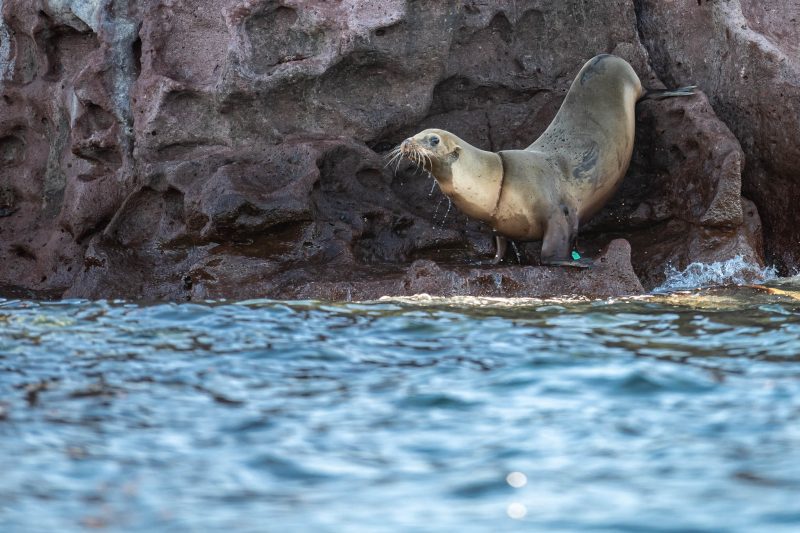 Sea lion rescue - Oceanographic