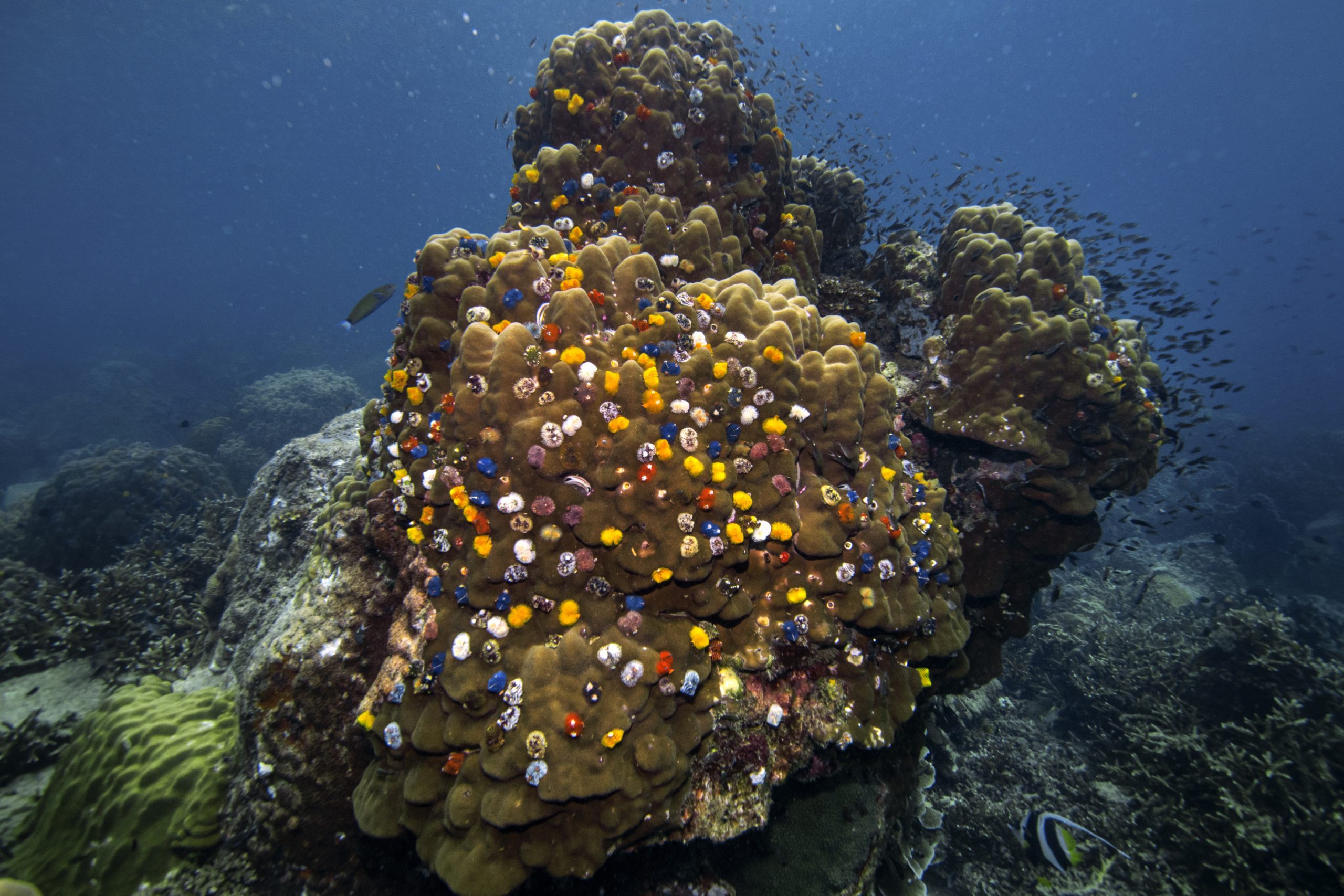 Coral symbiosis in Southeast Asia - Oceanographic