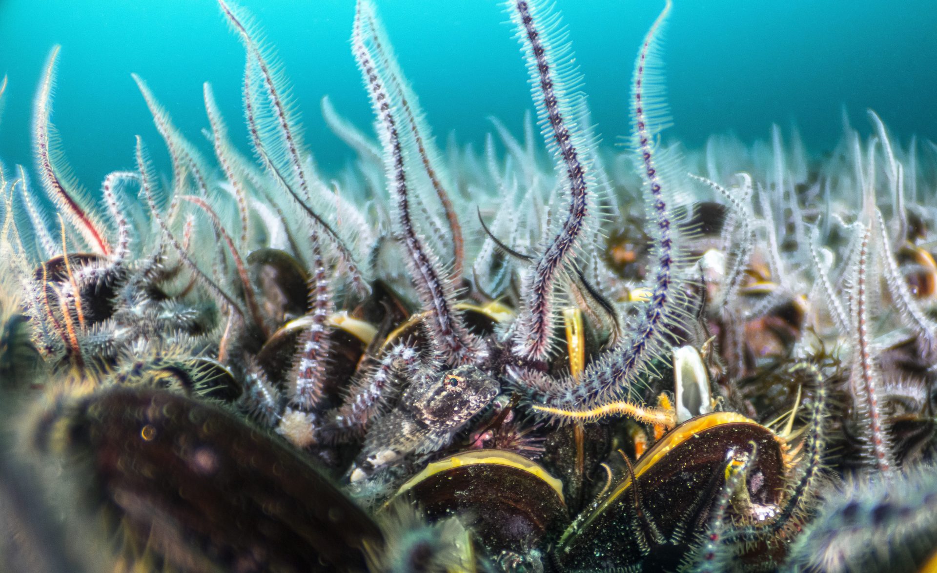 Protecting Scottish seas - Oceanographic