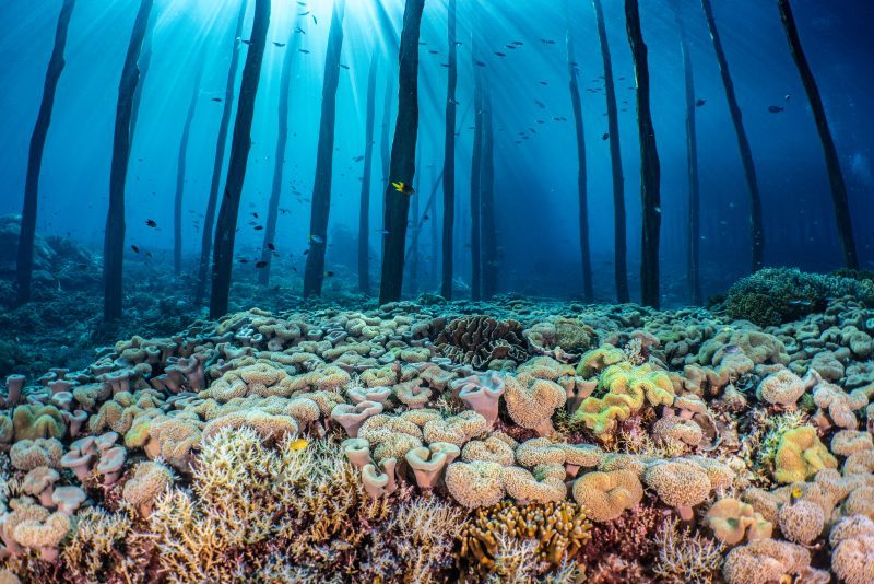 The Coral Triangle: Amazon of the seas - Oceanographic