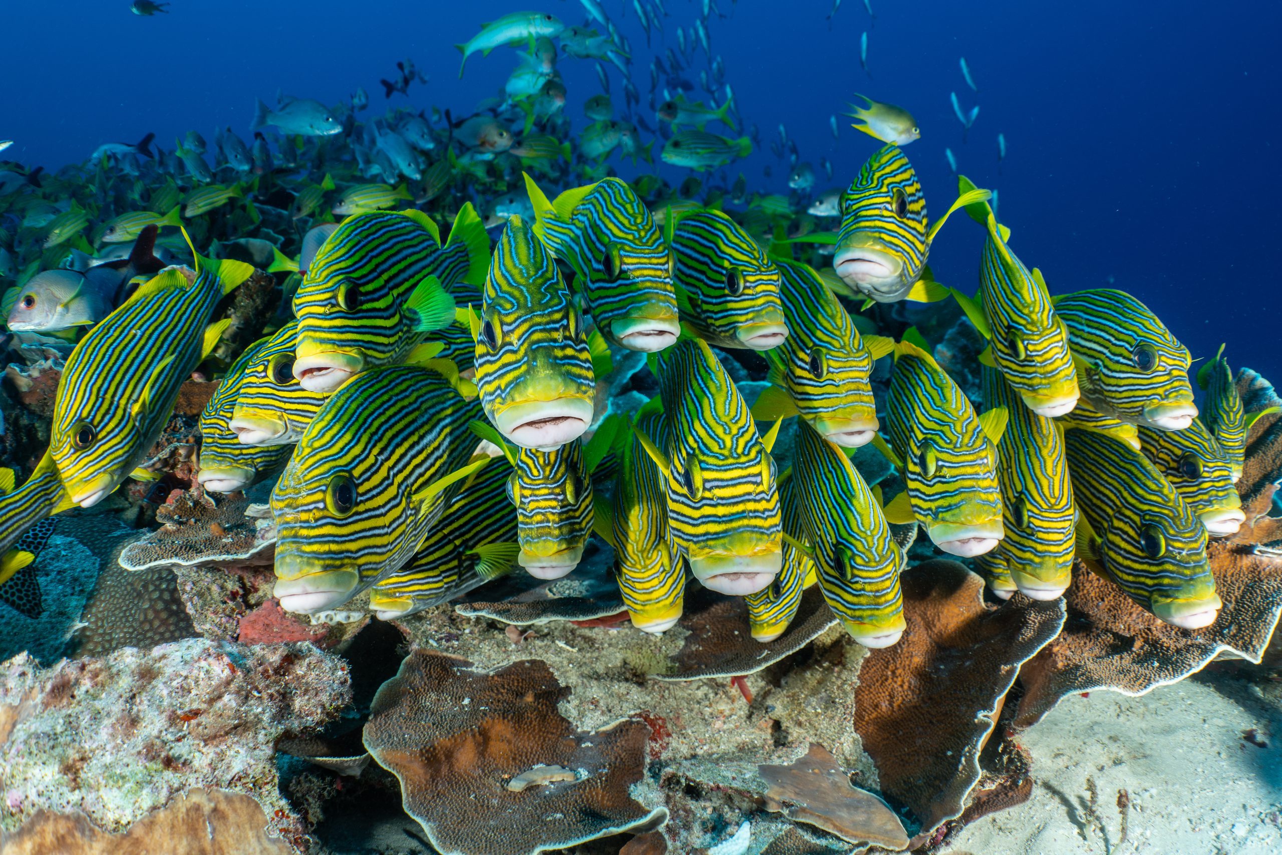 The Coral Triangle: Amazon of the seas - Oceanographic