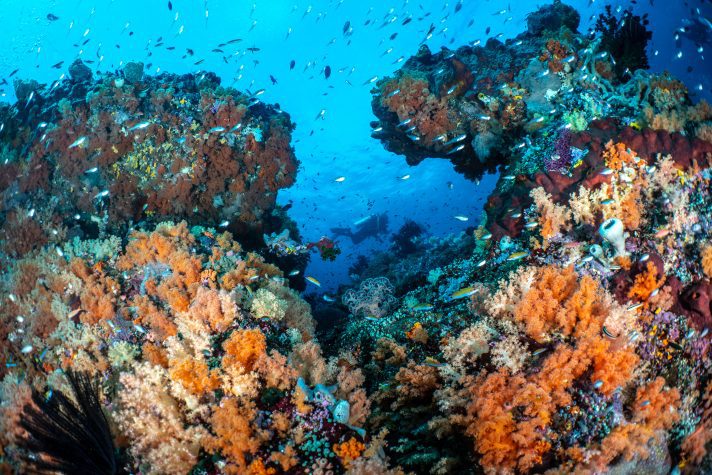 The Coral Triangle: Amazon of the seas - Oceanographic
