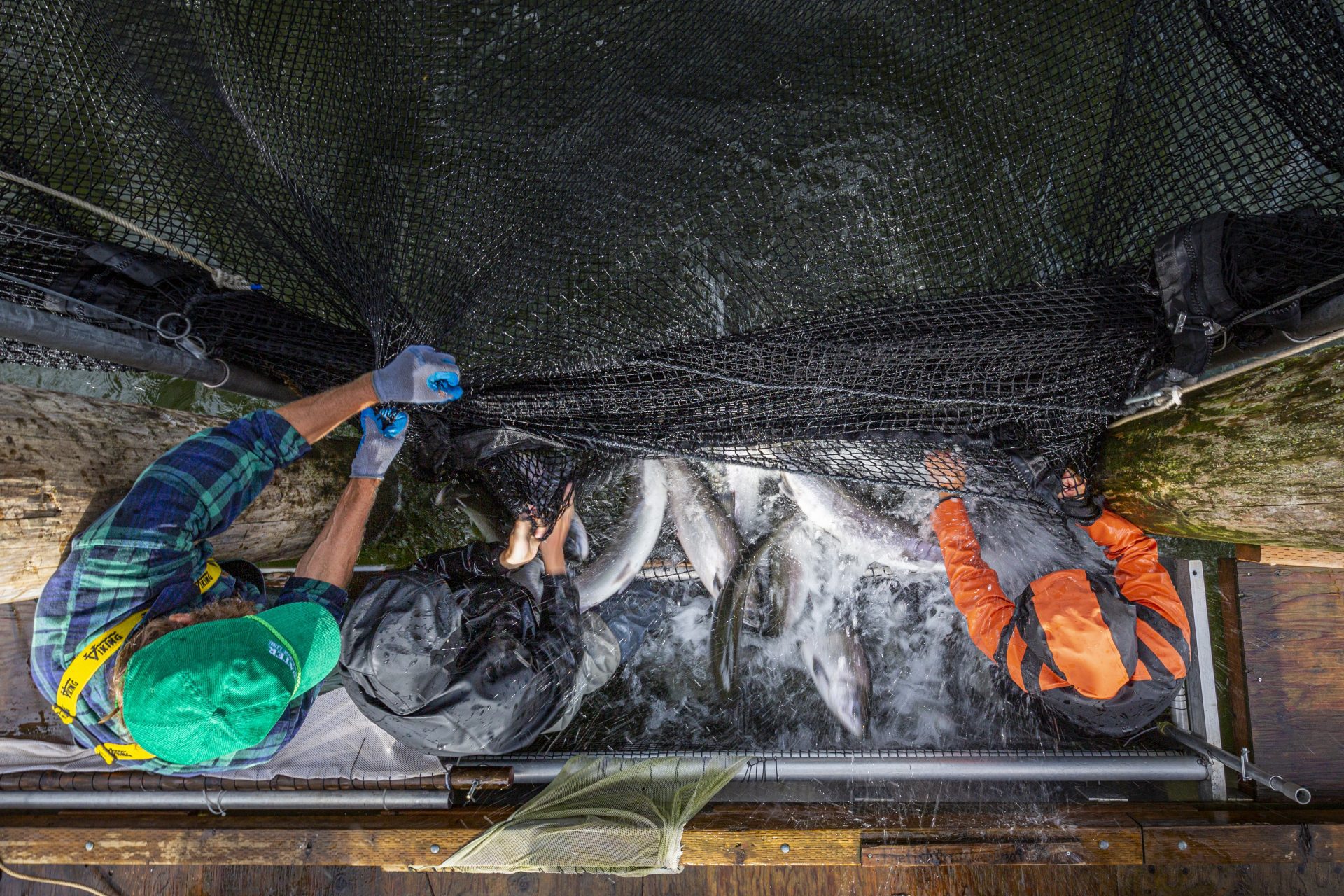 Pound net: Hope for wild salmon - Oceanographic