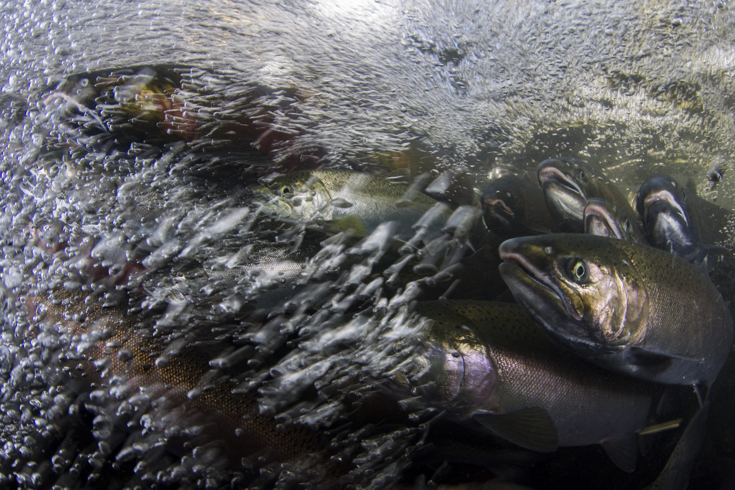 Pound net: Hope for wild salmon - Oceanographic