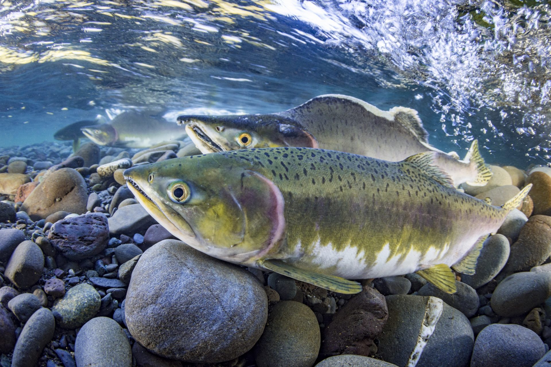 Pound net: Hope for wild salmon - Oceanographic