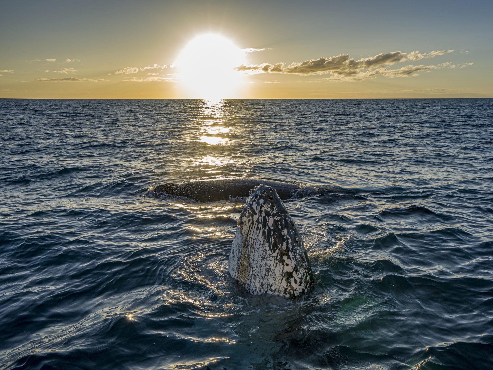 Barnacles and tubercles: The face of a humpback whale - Oceanographic