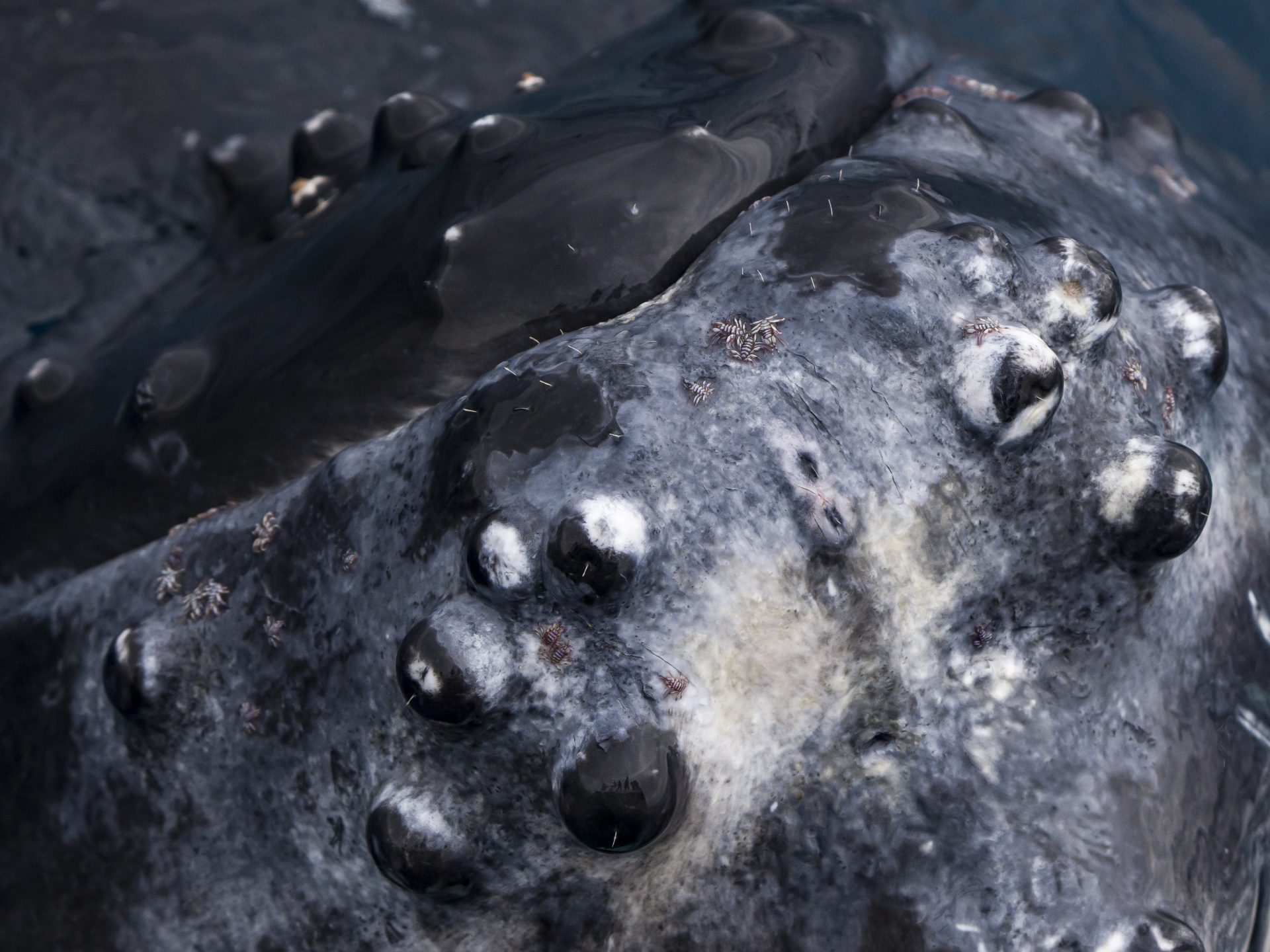 Barnacles and tubercles: The face of a humpback whale - Oceanographic