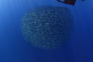 UK supermarket suspend sale of mackerel citing overfishing