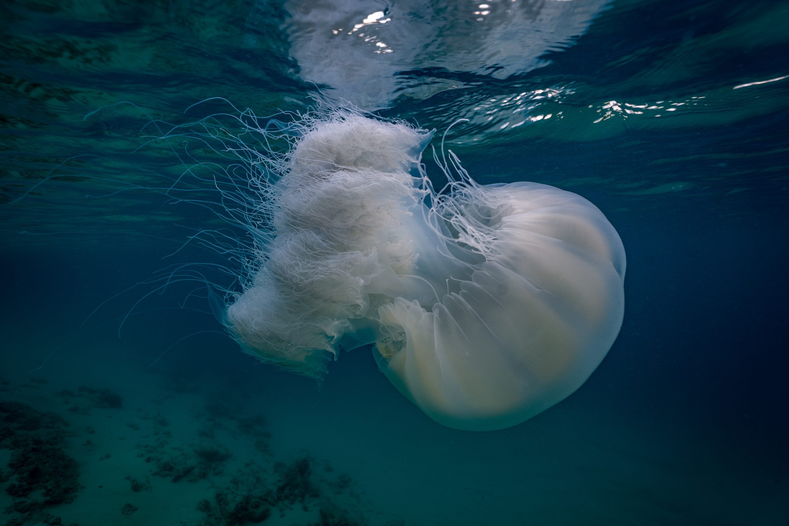 Exploring the Kisawa Sanctuary in Mozambique - Oceanographic