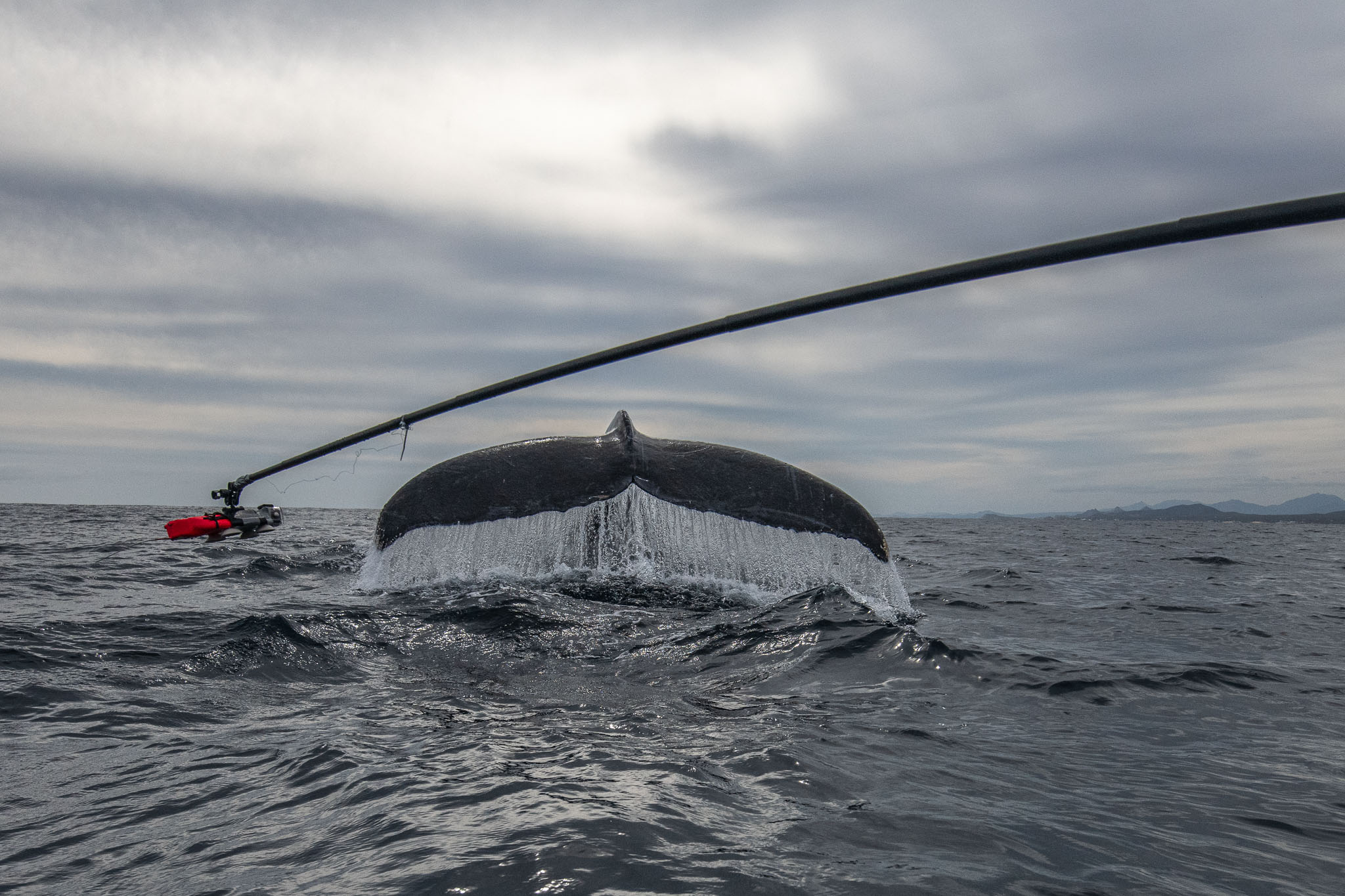 Humpback whale field research diary - Oceanographic