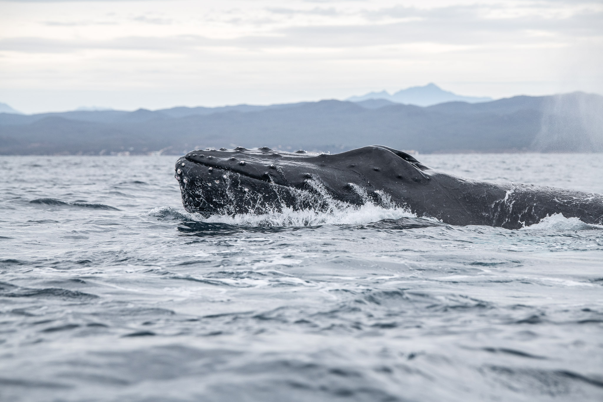 Humpback whale field research diary - Oceanographic