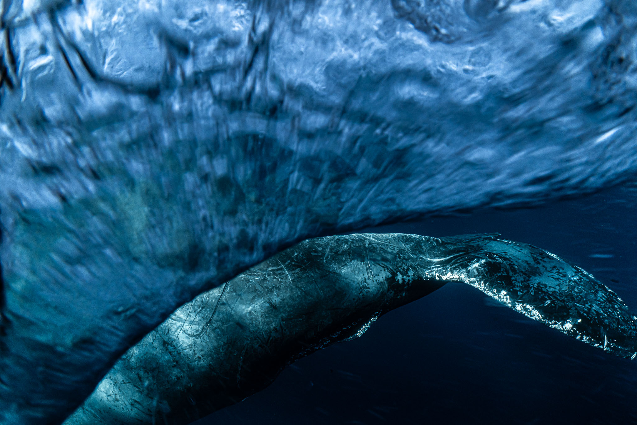 Whale field research diary - Oceanographic