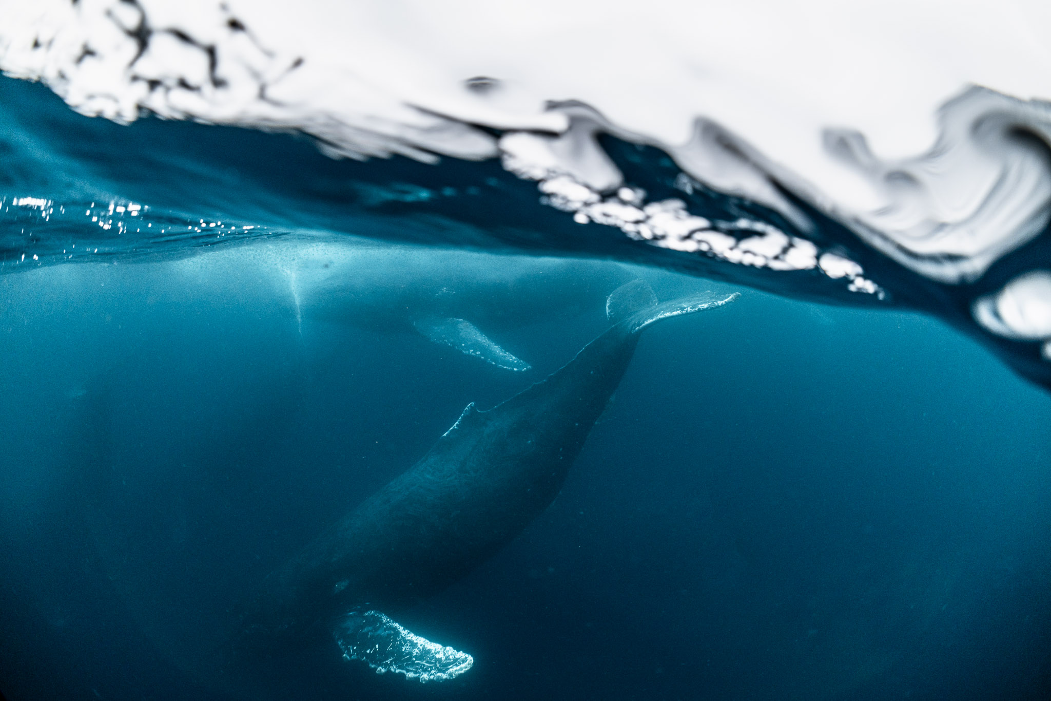 Whale field research diary - Oceanographic