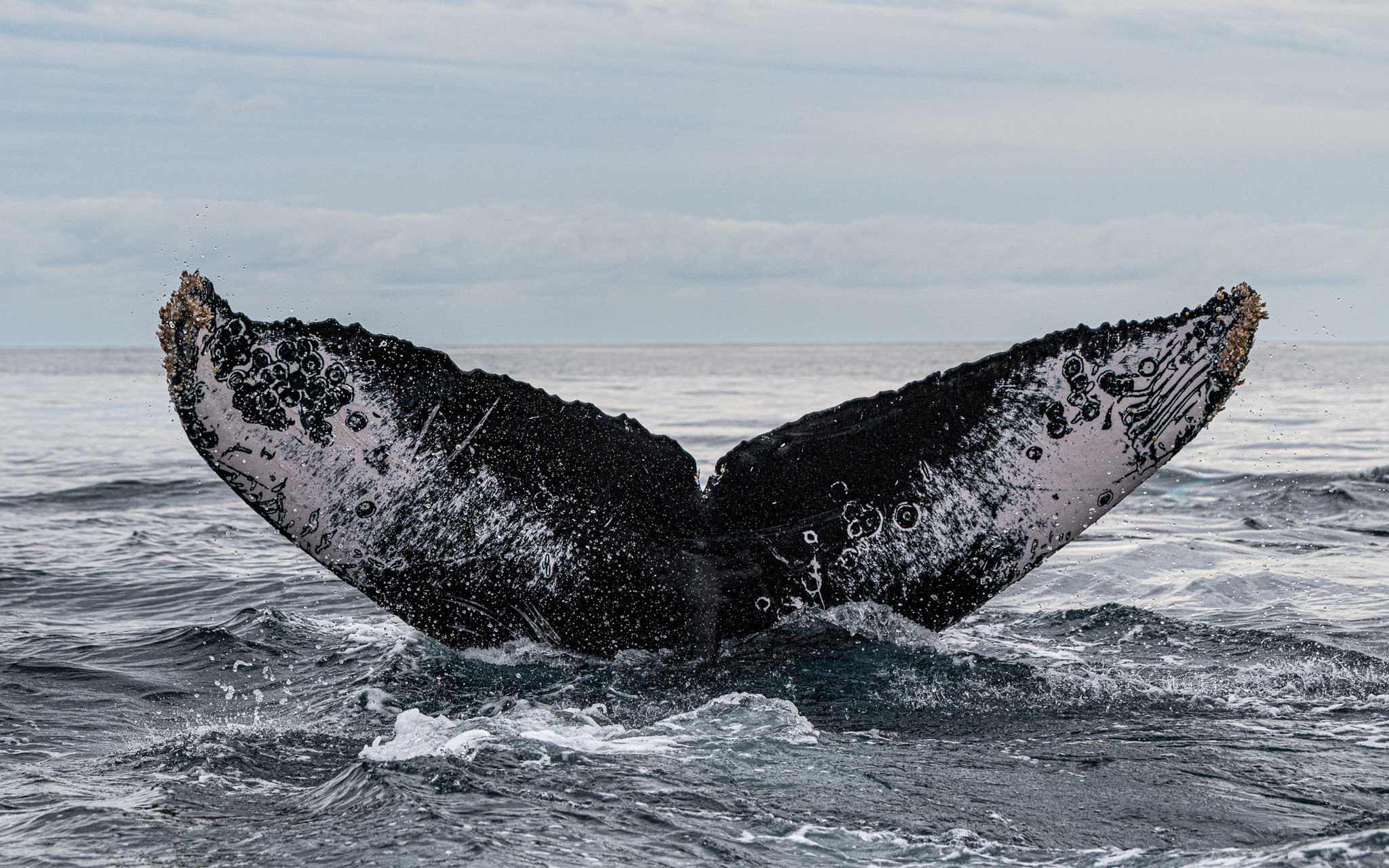 Whale field research diary - Oceanographic