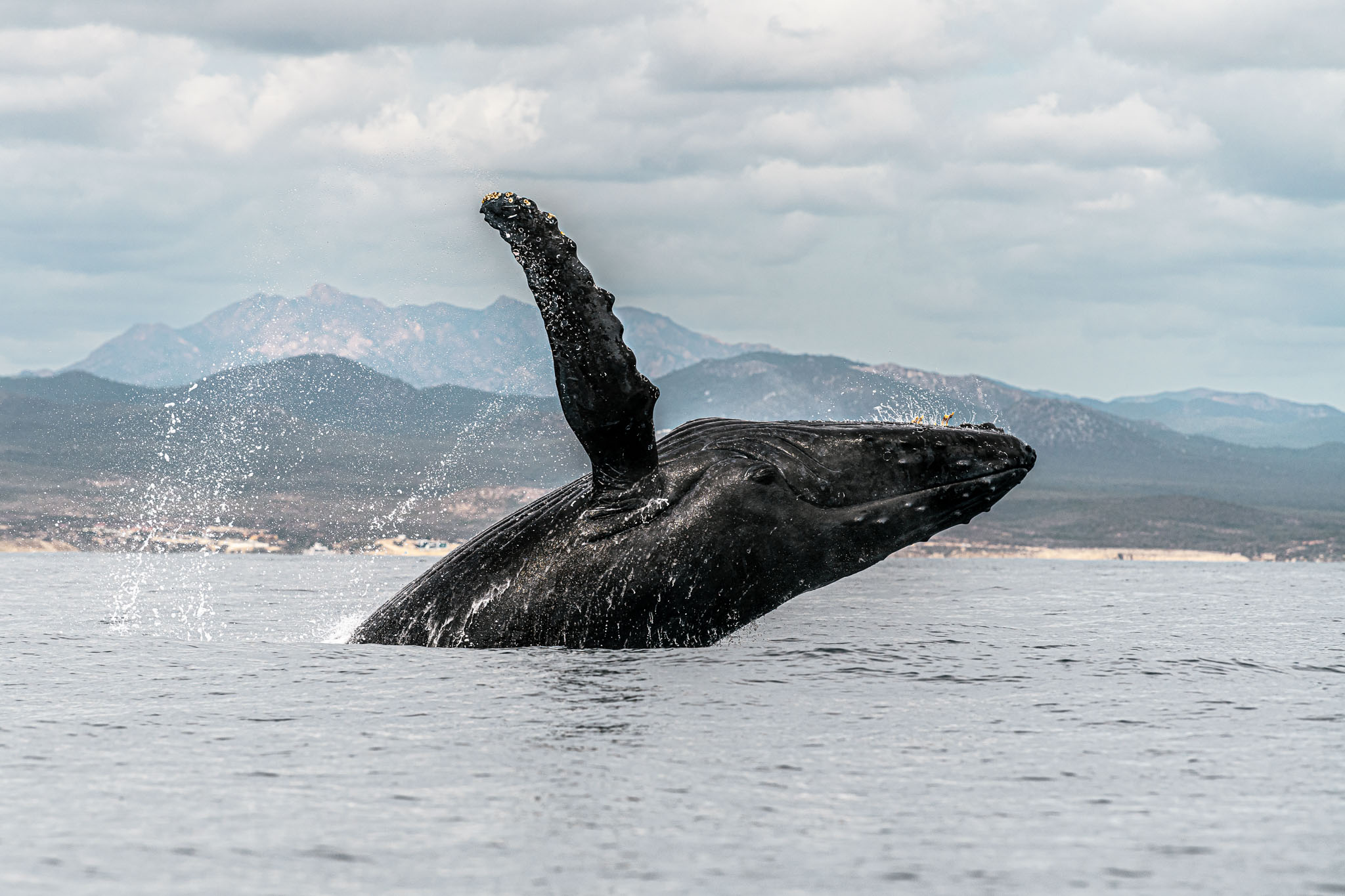 Whale field research diary - Oceanographic
