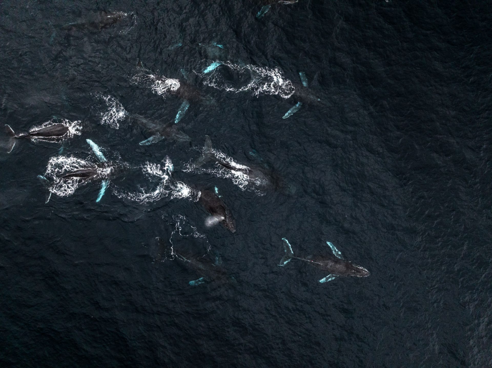 Whale field research diary - Oceanographic