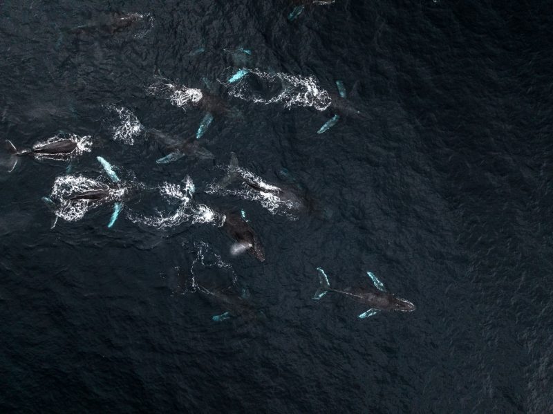 Whale field research diary - Oceanographic