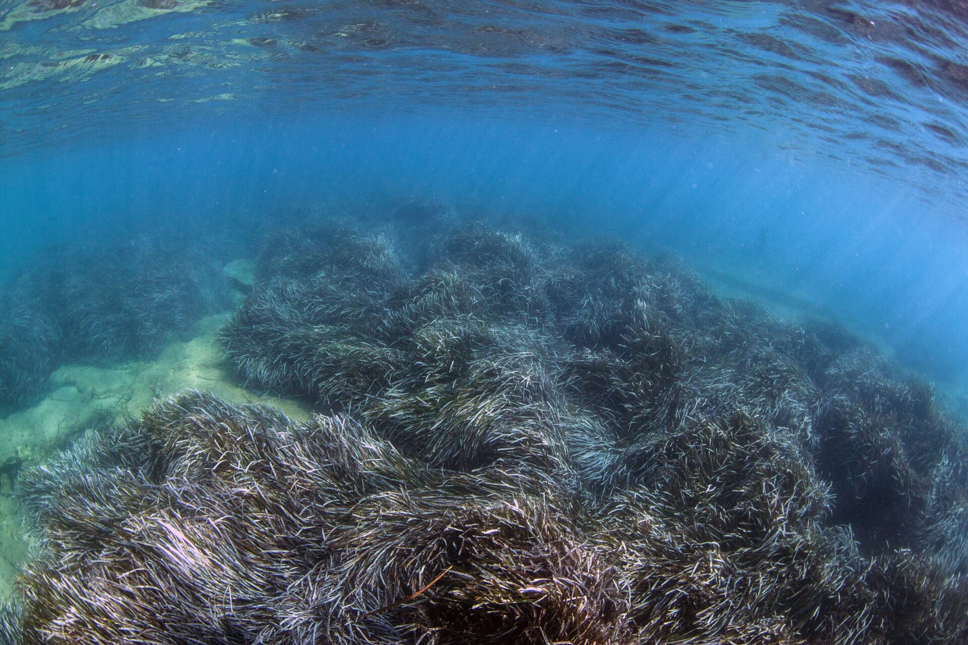 First marine fish declared extinct - Oceanographic