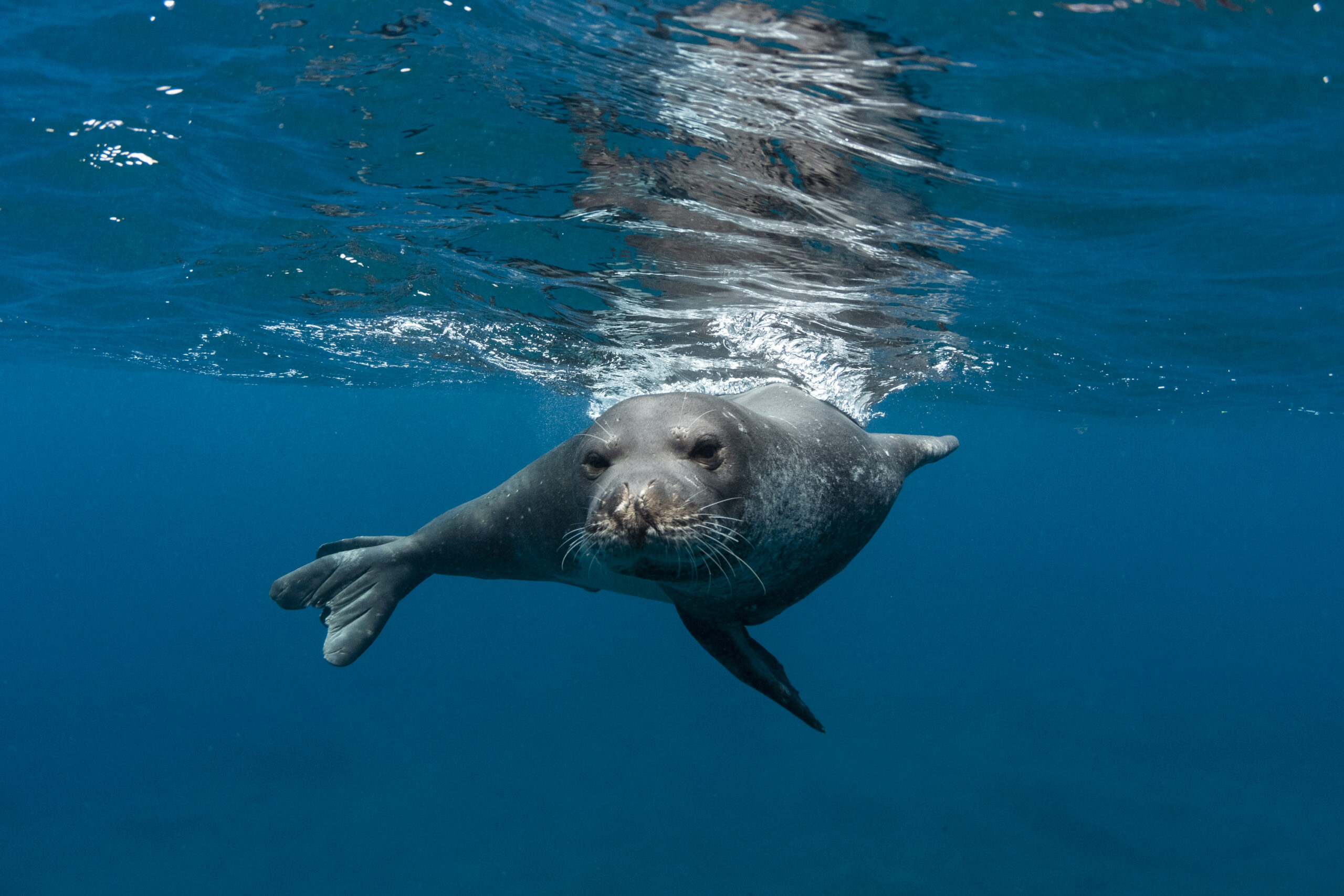 Madeira's monk seal: The world's rarest seal - Oceanographic