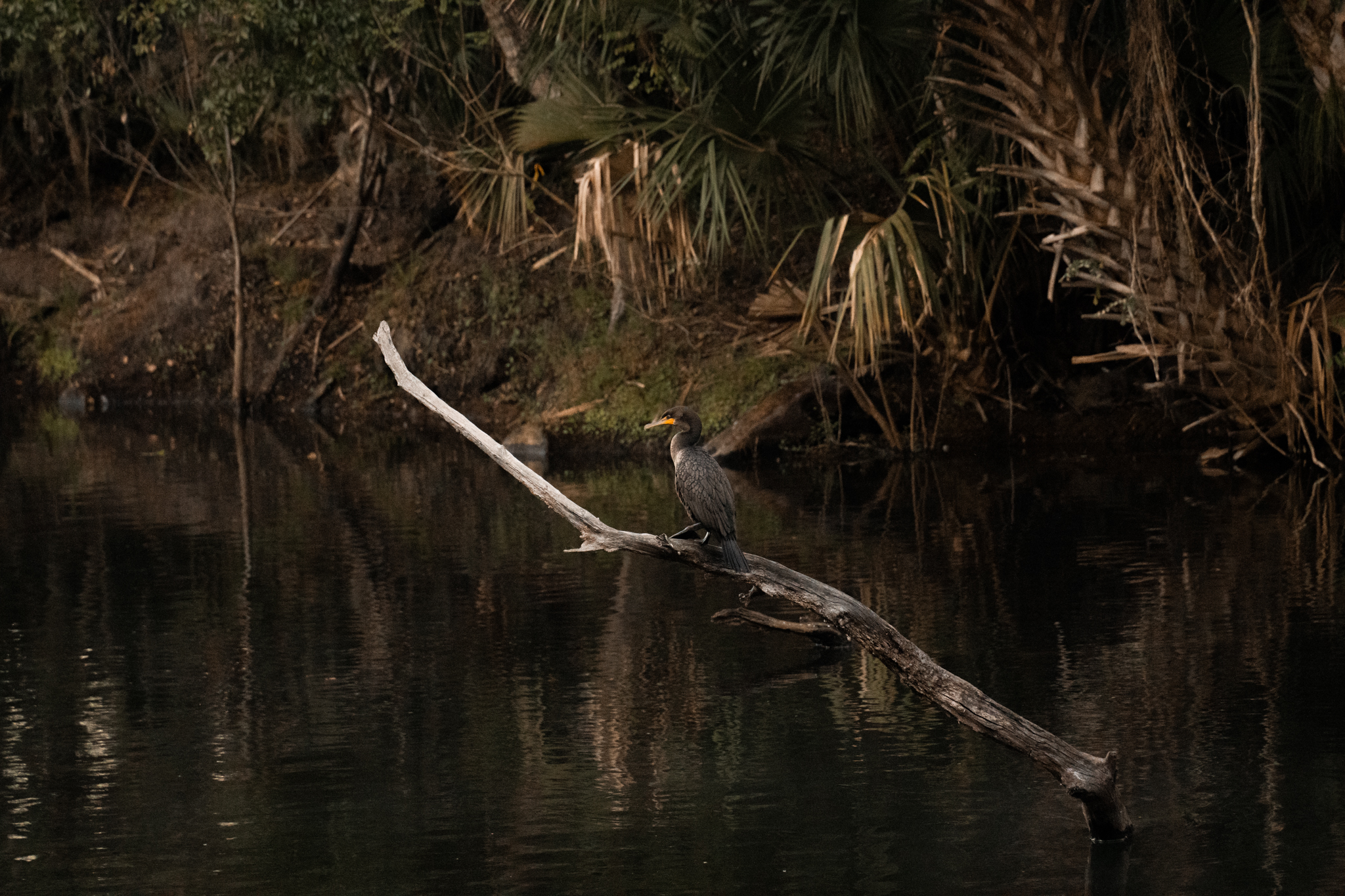 Manatees in Florida's Blue Spring