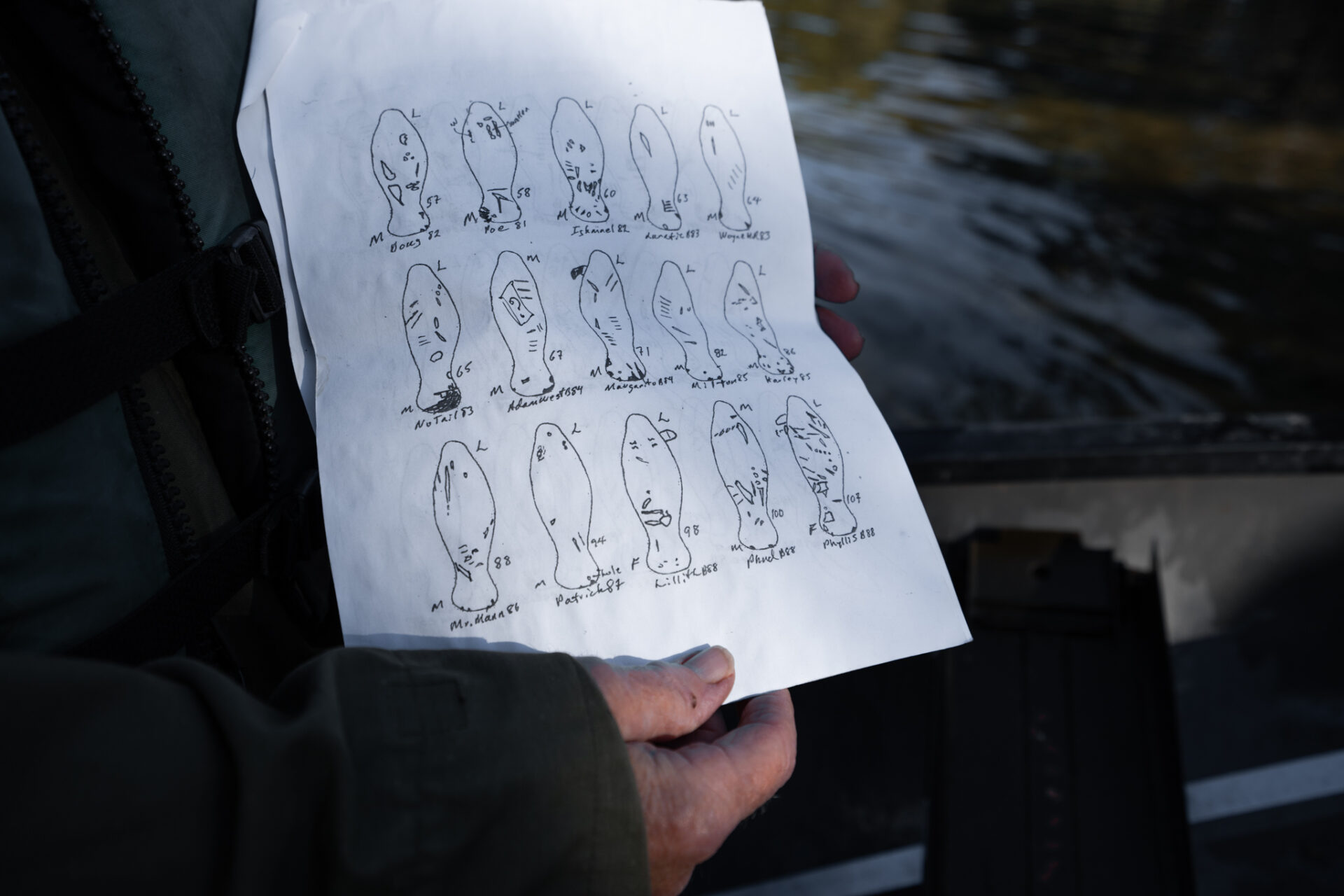 Manatees in Florida's Blue Spring