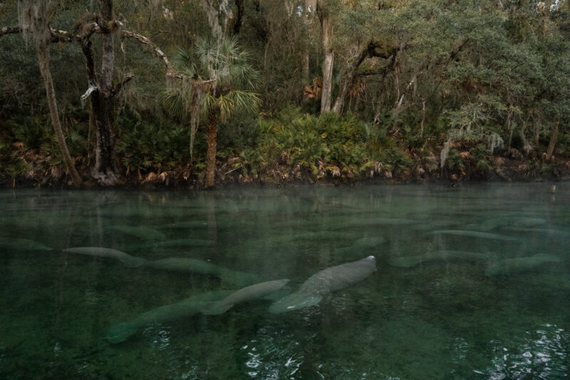 Manatees in Florida's Blue Spring