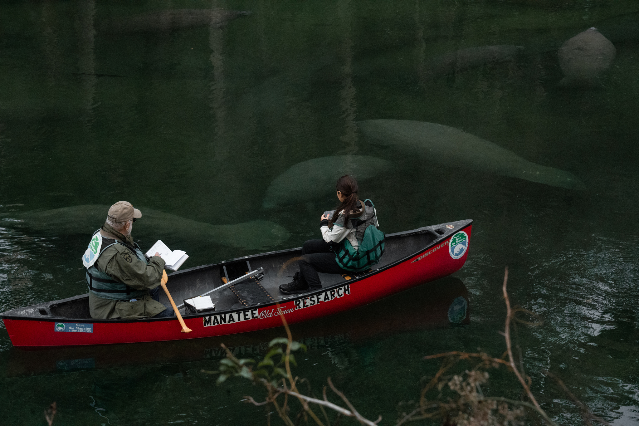 Manatees in Florida's Blue Spring