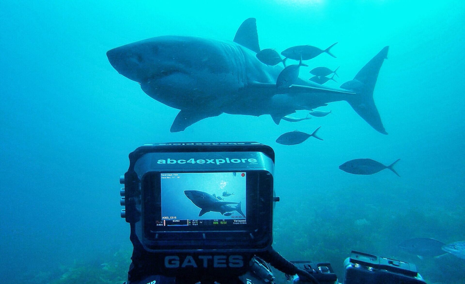 Andy Brandy Casagrande: Filming sharks - Oceanographic