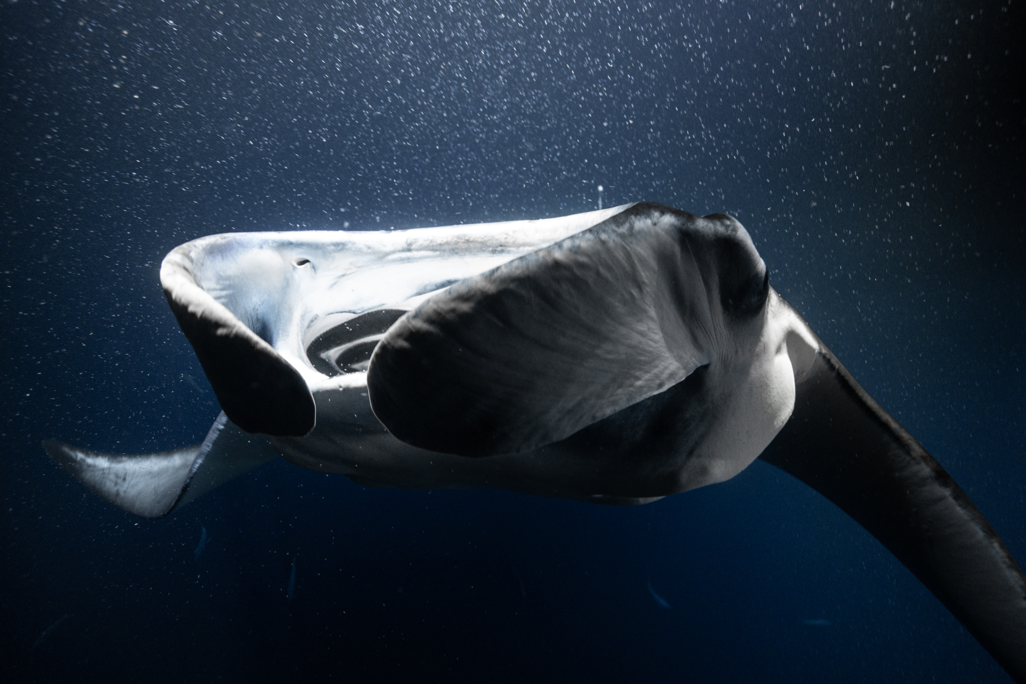 Hawai'i: Diving with manta rays at night